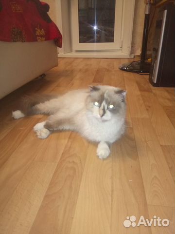 Отдадим ласковую кошечку вислоухая-сиамская