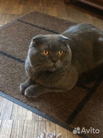 Шотландский скоттиш фолд. Кот. Вязка