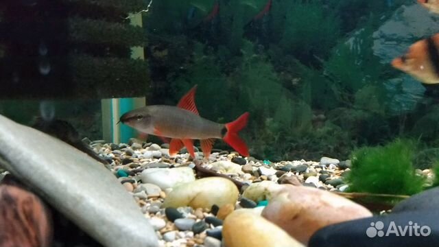 Рыба Лабео зеленый