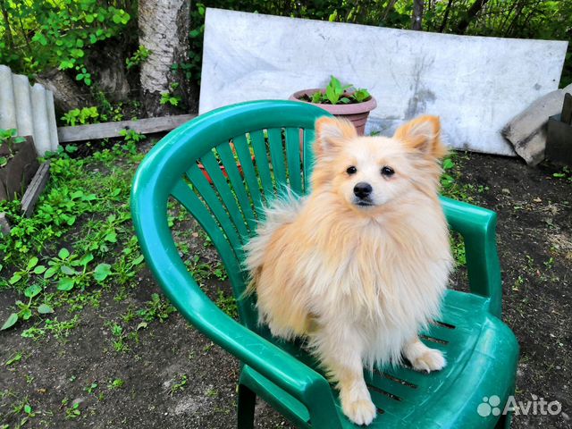 Щенок шпица зайчик