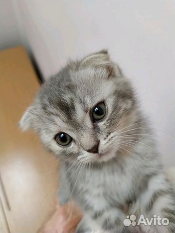 Шотландские вислоухие девочки