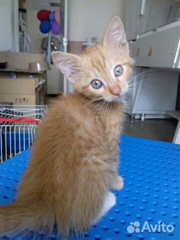 Котенок в добрые руки