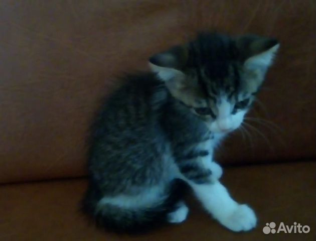 Очень хочет стать домашним котик