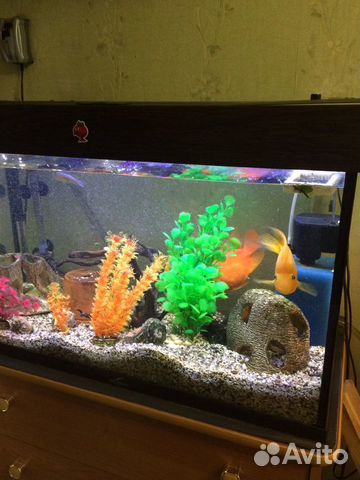 Аквариумы с разными рыбками,продам