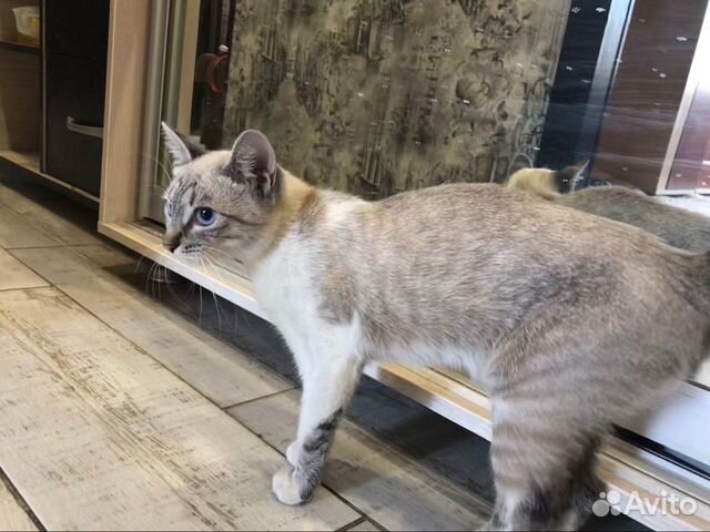 Найдена молодая кошка(котенок)