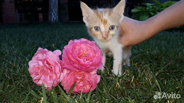 Кот. Возраст 1,5 мес
