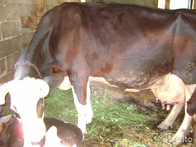 Продаю дойных коров