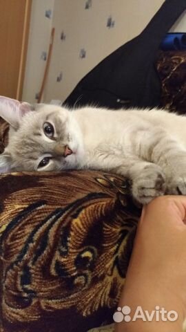 Милое животное
