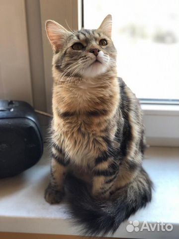 Кошка с редким окрасом