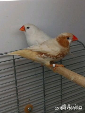 Зебровых амадины, пара