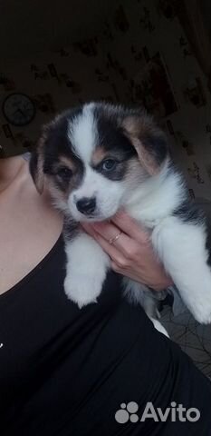 Щенки Вельш Корги Пемброк