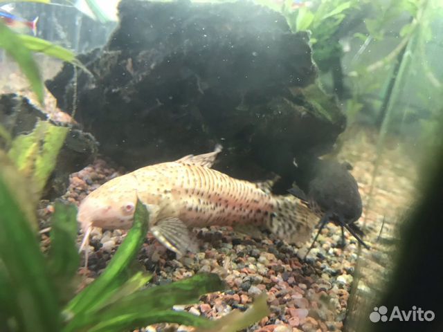 Платидорас, агамикс, таракатум