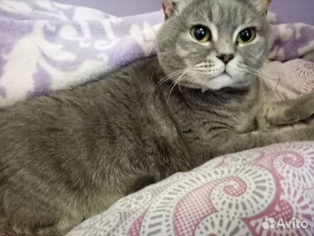 Найдена кошка британской породы