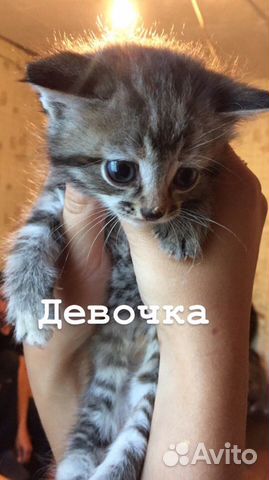 Котята