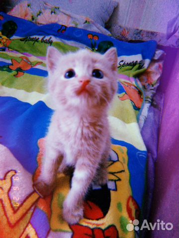 Персиковый Котёнок