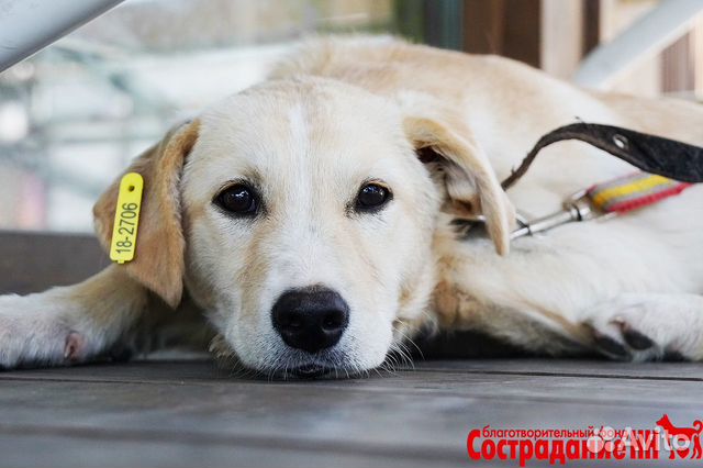 Щенок от крупной собаки, мама -алабайка,в добрые р