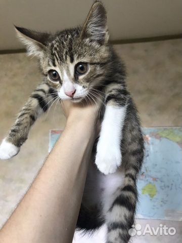 Котёнок в хорошие руки