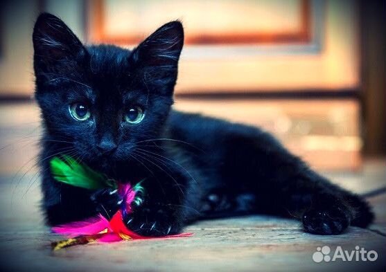 Котёнок Вакса в заботливые руки