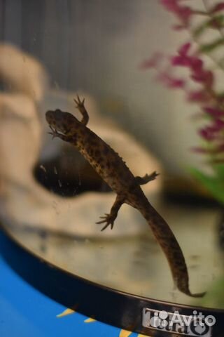 Иглистый тритон