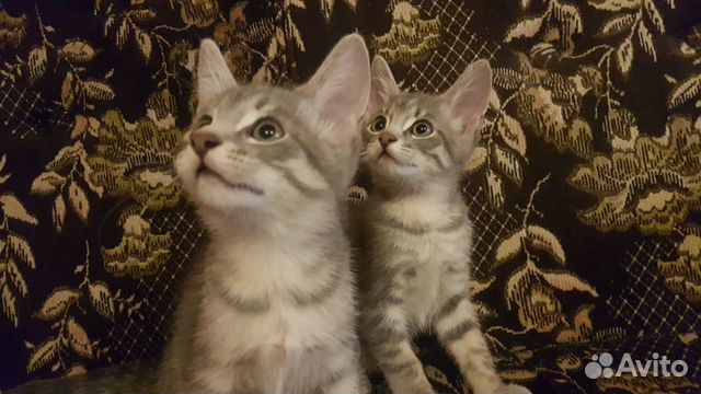 Котенок серый (от невской и русского голубого)