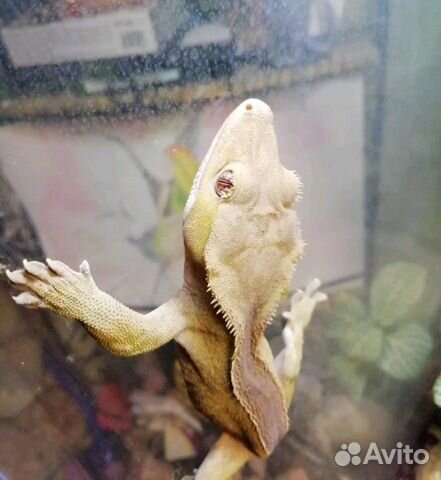 Реснитчатый бананоед, Crested Gecko