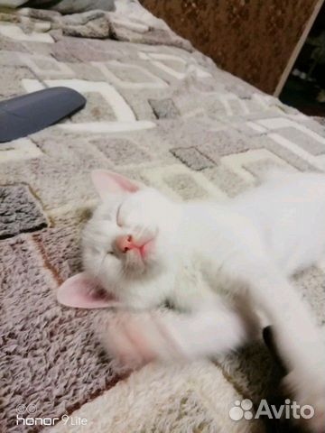 Отдам котят