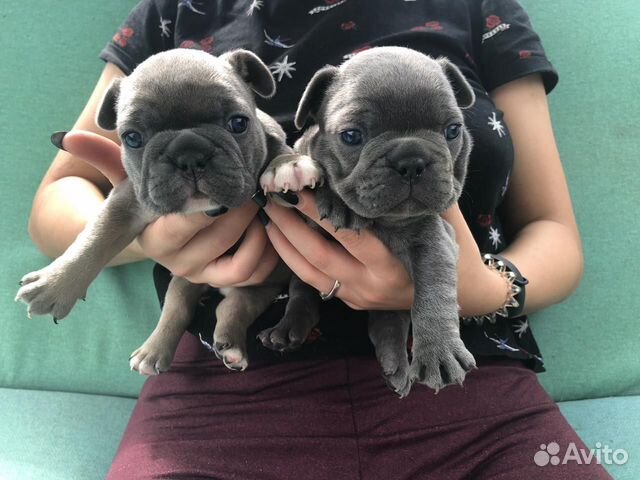 Девочки голубого окраса