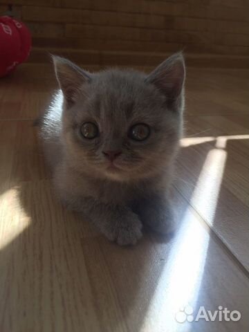 Продам милого котёнка девочку