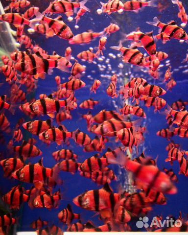 Барбусы Glo Fish Собственного разведения
