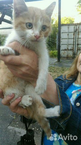 Которебенок ищет своих родителей
