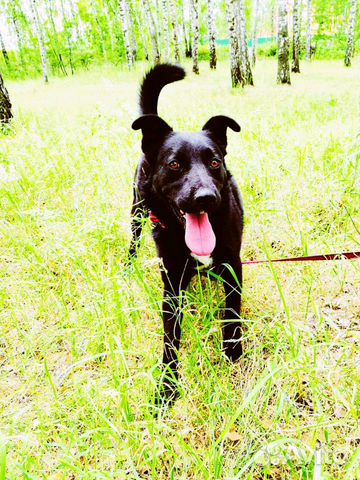 Отдам даром метиса лабрадора Флокки