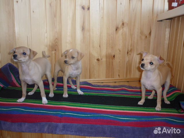 Щенки той-терьера