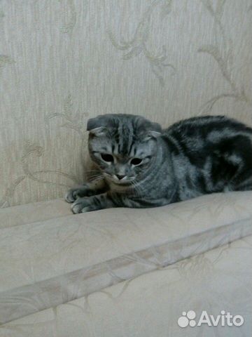 Шотландский кот