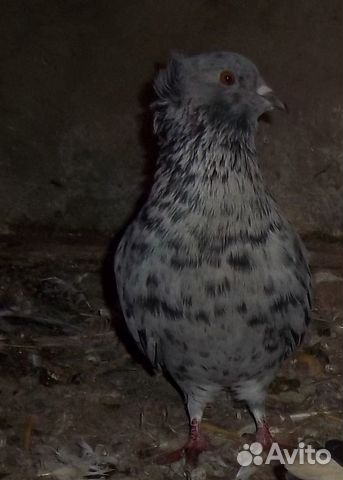 Голуби бакинцы