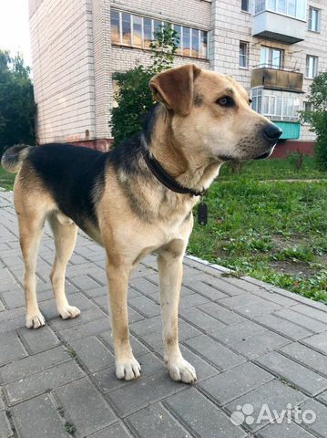 Джек - собака партнер)