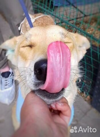 Солнечная собака Лакки