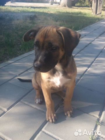 Продам щенков стаффа