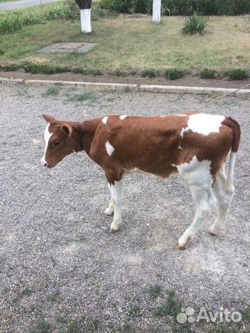 Продажа тёлочки