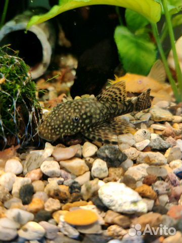 Анциструс молодые самец и самка