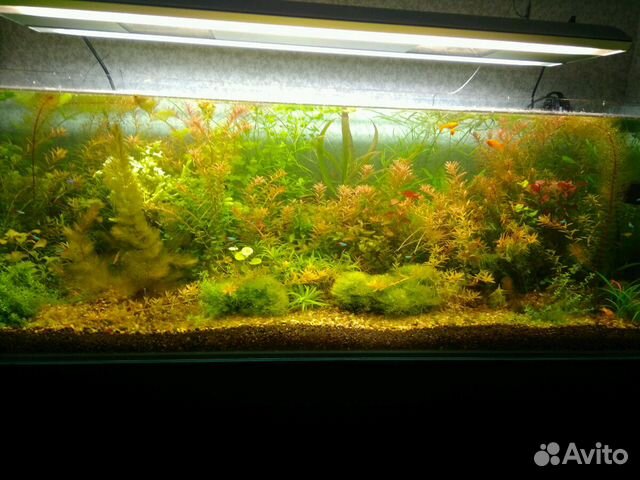 Большая прополка