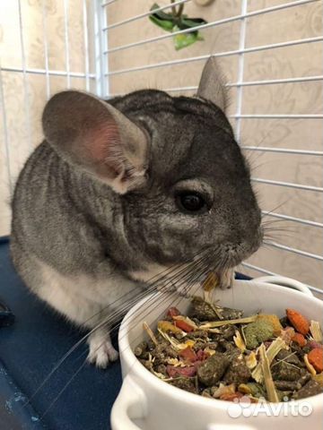 Шиншилла В добрые руки