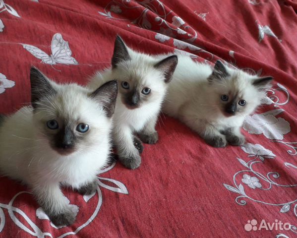 Сиамские котята