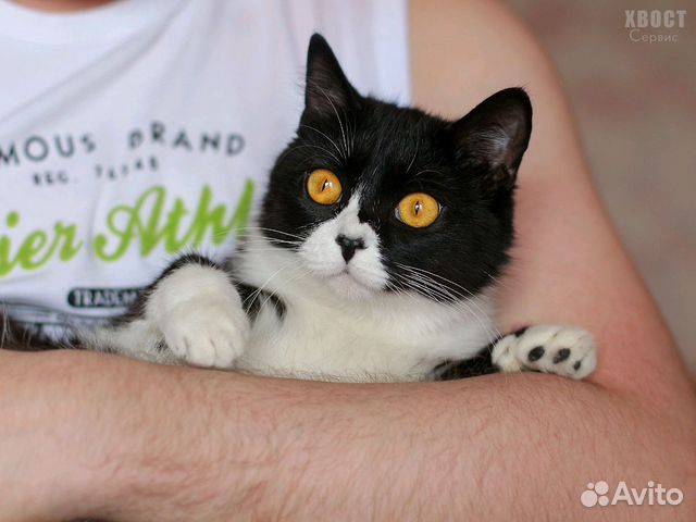 Киса Василиса, 1 год. Кошка в дар