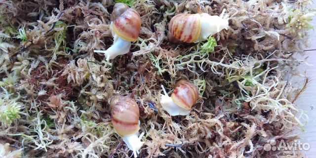 Архахатина sp Бенин