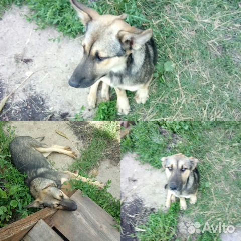 Щенок ищет хозяина