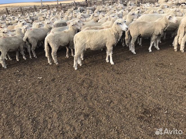 Валушки. Матки