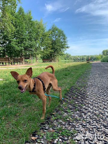 Найдена собака