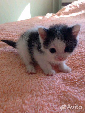Котята двухцветные