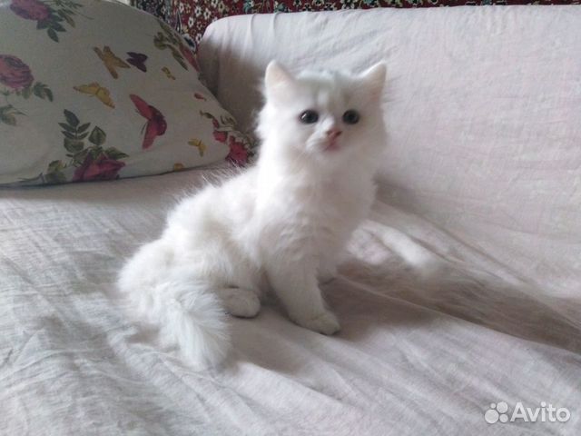 Котенок мальчик