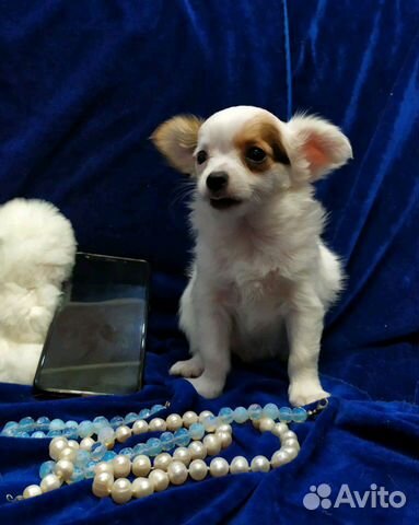 Чихуахуа мальчик